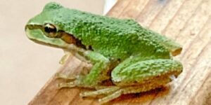 129 Frog Books for Kids: The Ultimate List - Book and Tech Tips