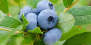 Best Books About Blueberries - Book and Tech Tips