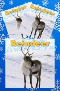 36 Reindeer Books for Kids (New Releases Too!) - Book and Tech Tips