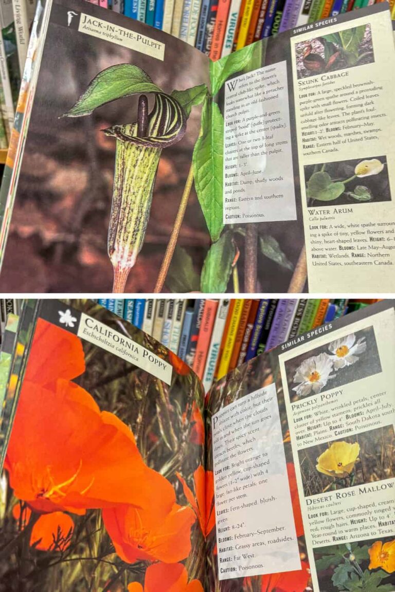 Wildflower Books for Kids - Book and Tech Tips