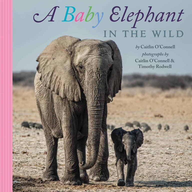 18 Baby Elephant Books for Kids: Engaging and Educational - Book and ...